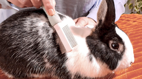 Grooming for small animals - Zolux